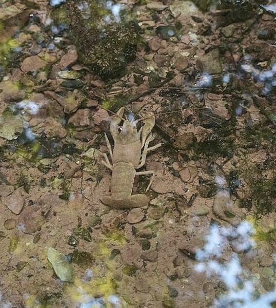 Invasive species - Water Rangers