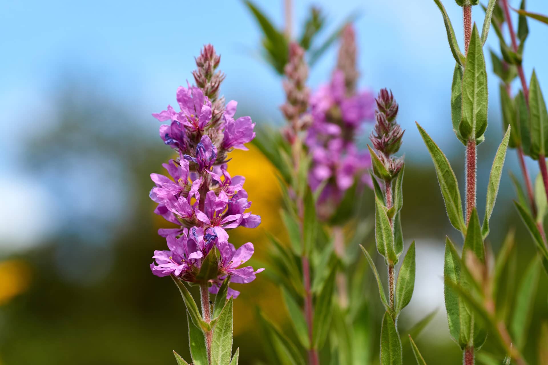 Invasive species - Water Rangers