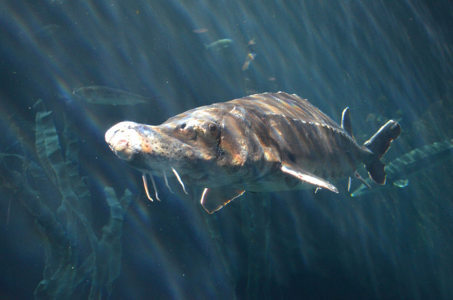 Fish health - Water Rangers