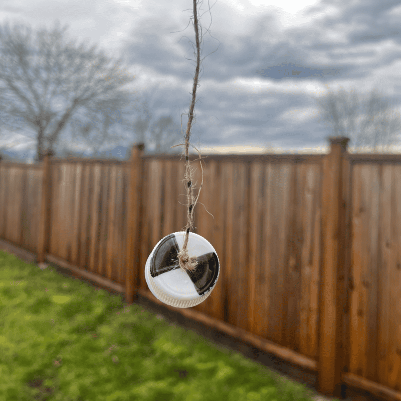 Exploring water clarity with a DIY Secchi disk - Water Rangers